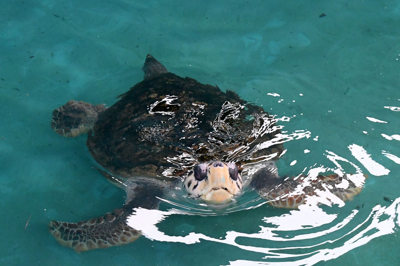 De Mendoza a Mar del Plata: la historia de Jorge, el tortugo que vivió ...