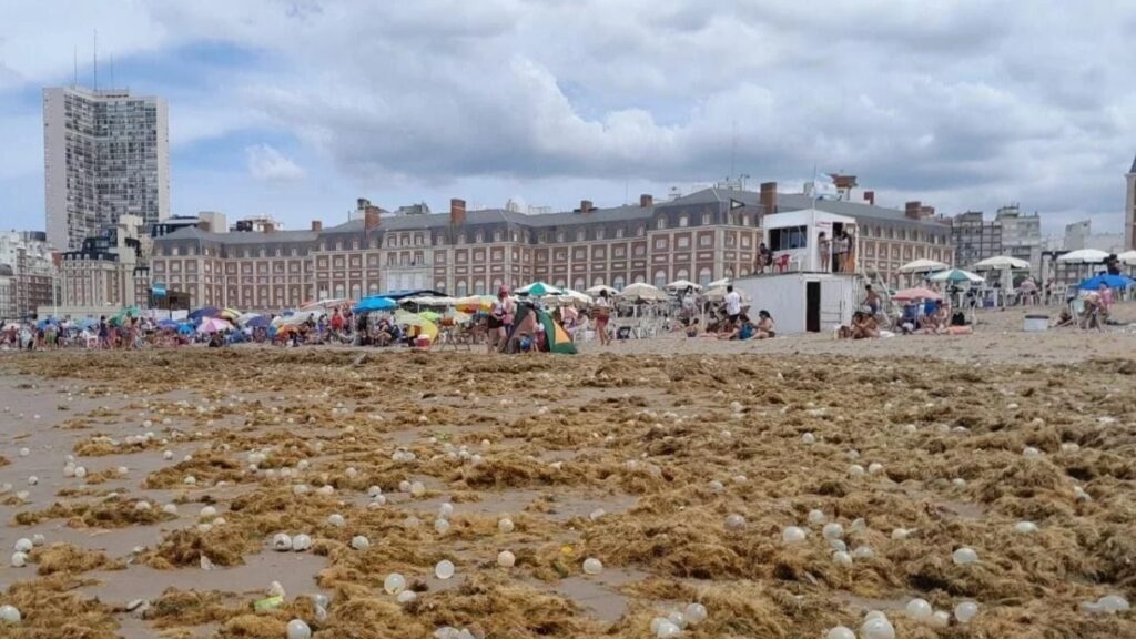 Mar del Plata está invadida de algas y huevos transparentes: a qué se ...